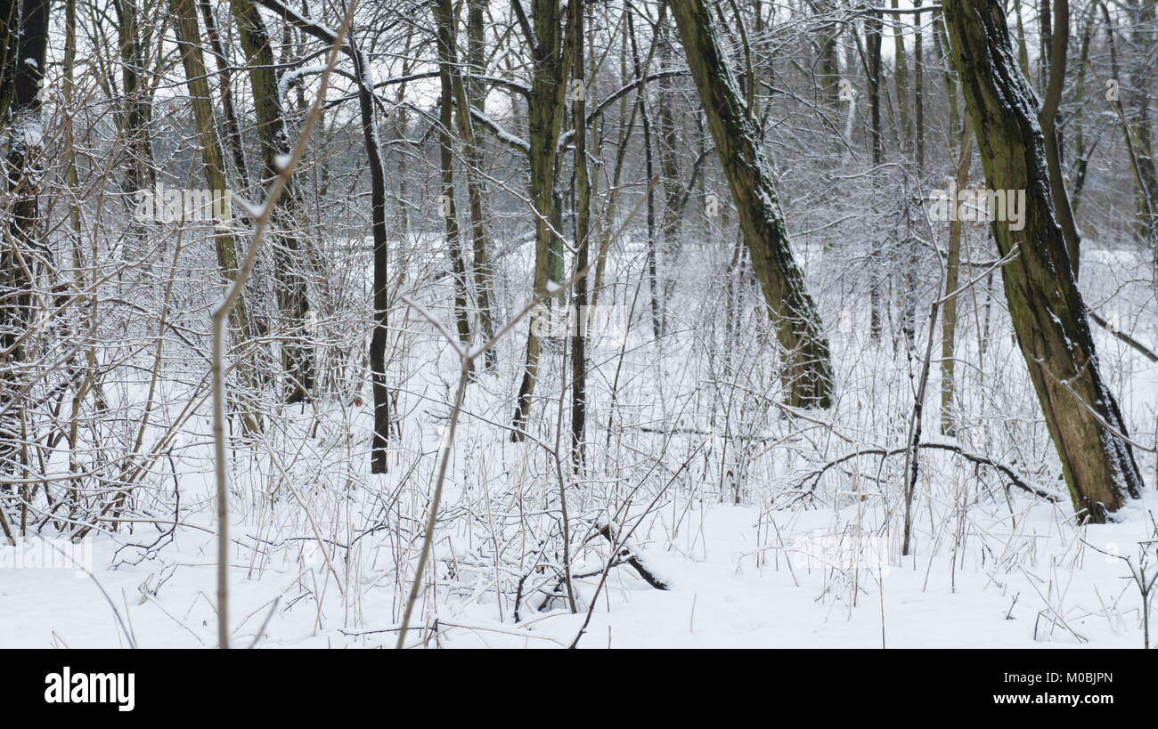 Frozen tree branch. snow on tree snow and branch texture background ...