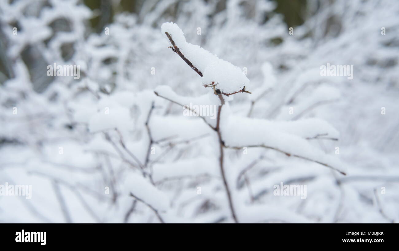 Frozen tree branch. snow on tree snow and branch texture background ...