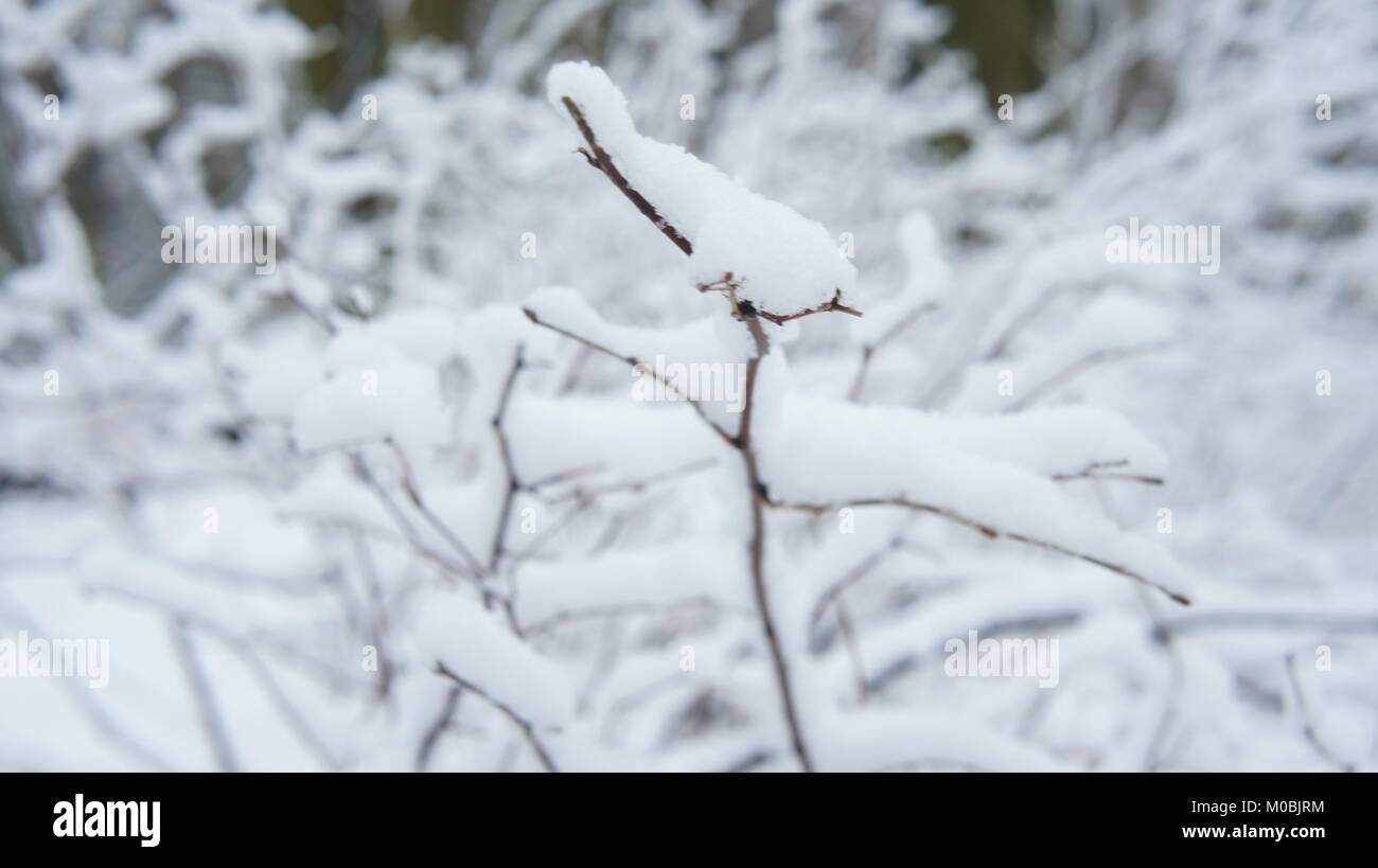 Frozen tree branch. snow on tree snow and branch texture background ...