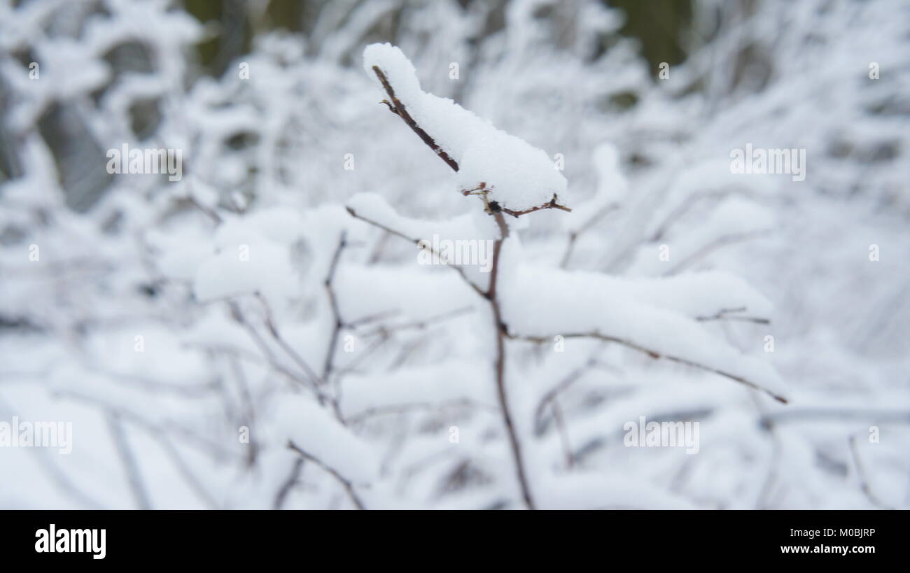 Frozen tree branch. snow on tree snow and branch texture background ...