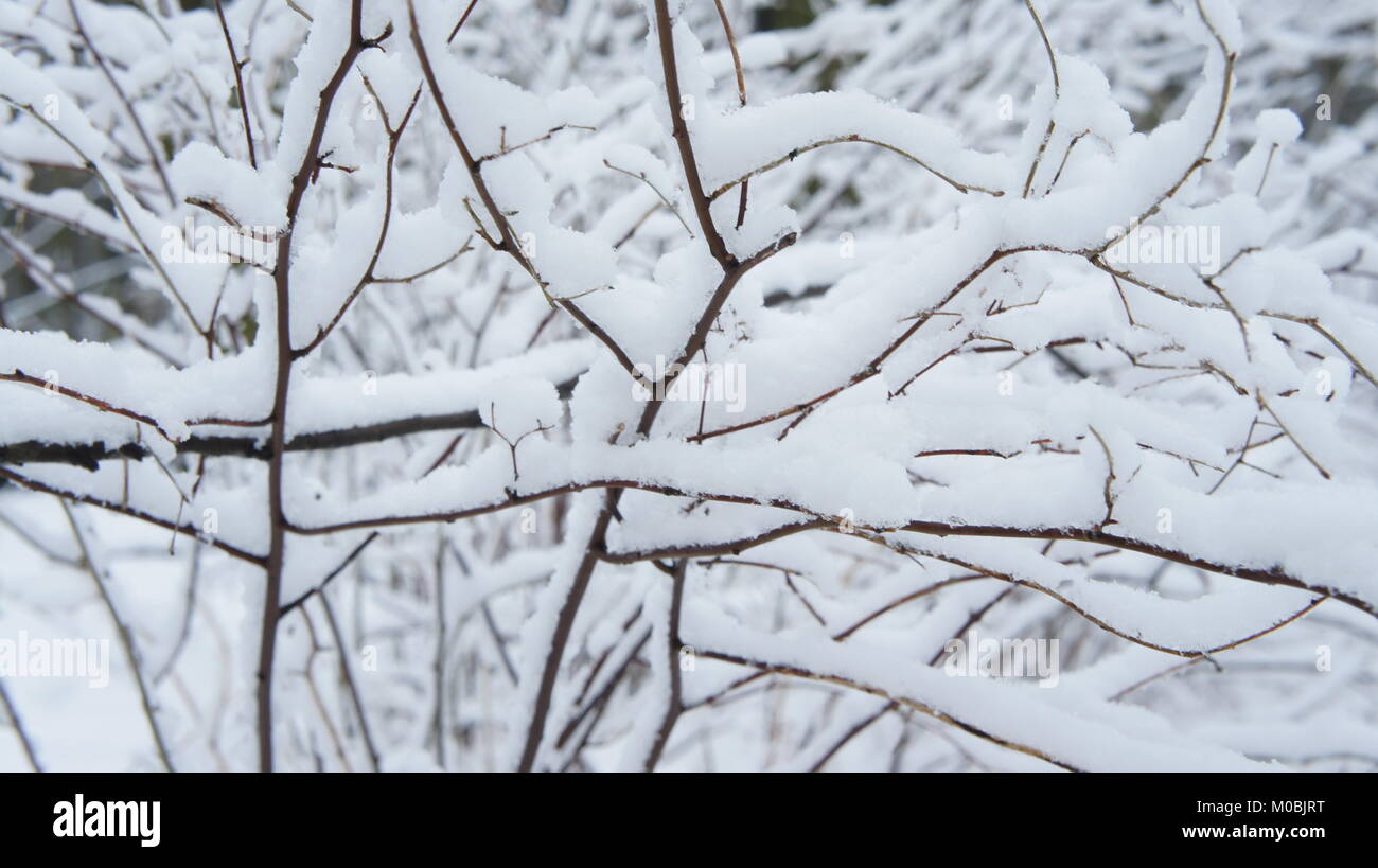 Frozen tree branch. snow on tree snow and branch texture background ...