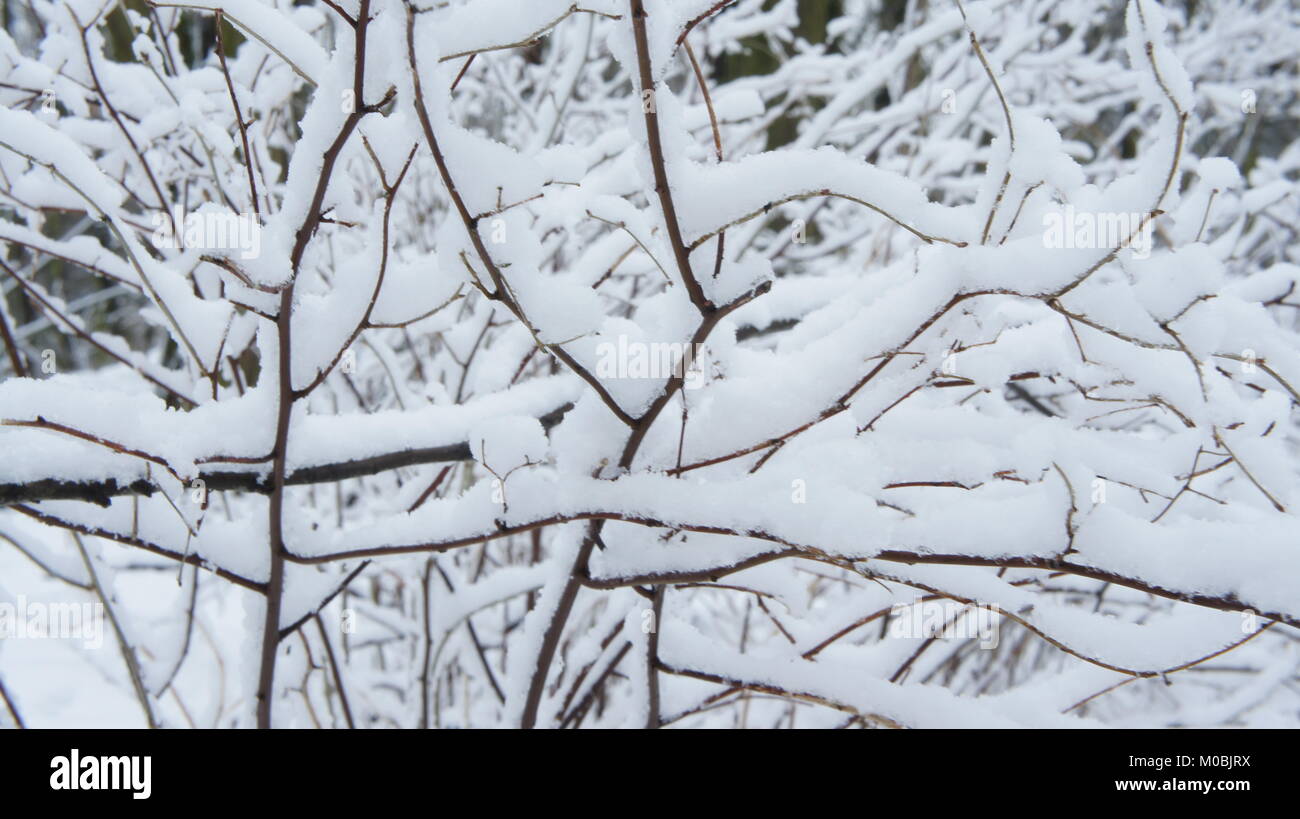 Frozen tree branch. snow on tree snow and branch texture background ...