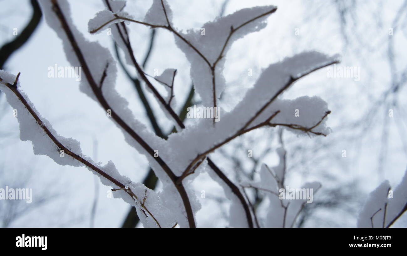 Frozen tree branch. snow on tree snow and branch texture background ...