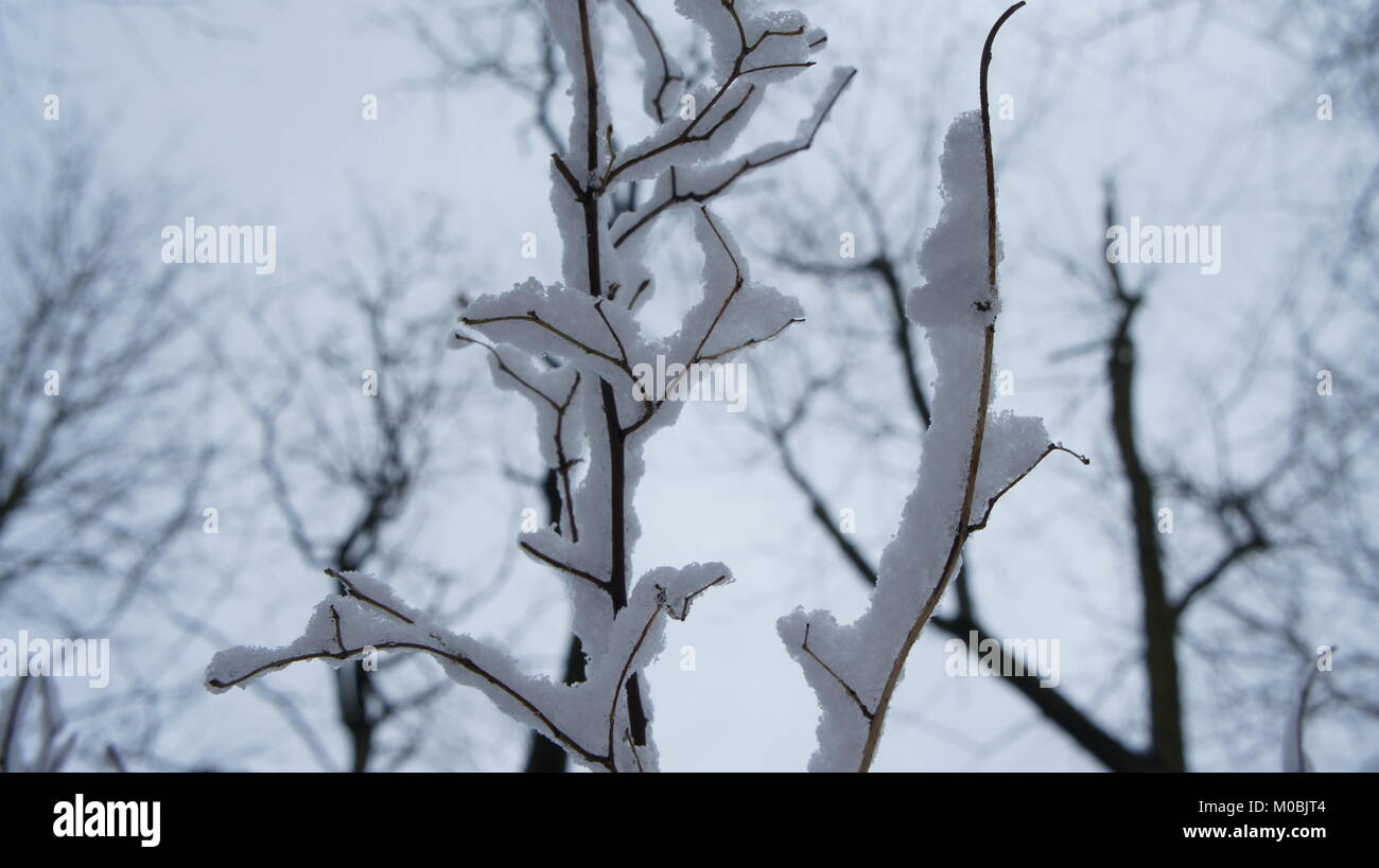 Frozen tree branch. snow on tree snow and branch texture background ...