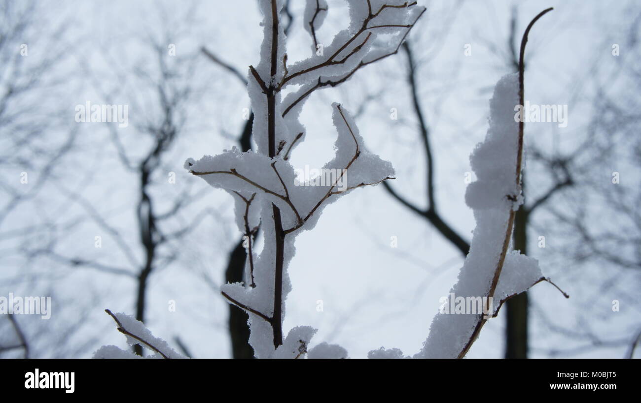 Frozen tree branch. snow on tree snow and branch texture background ...