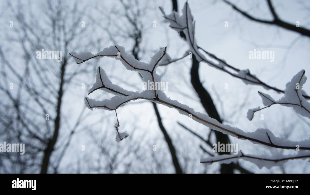 Frozen tree branch. snow on tree snow and branch texture background ...
