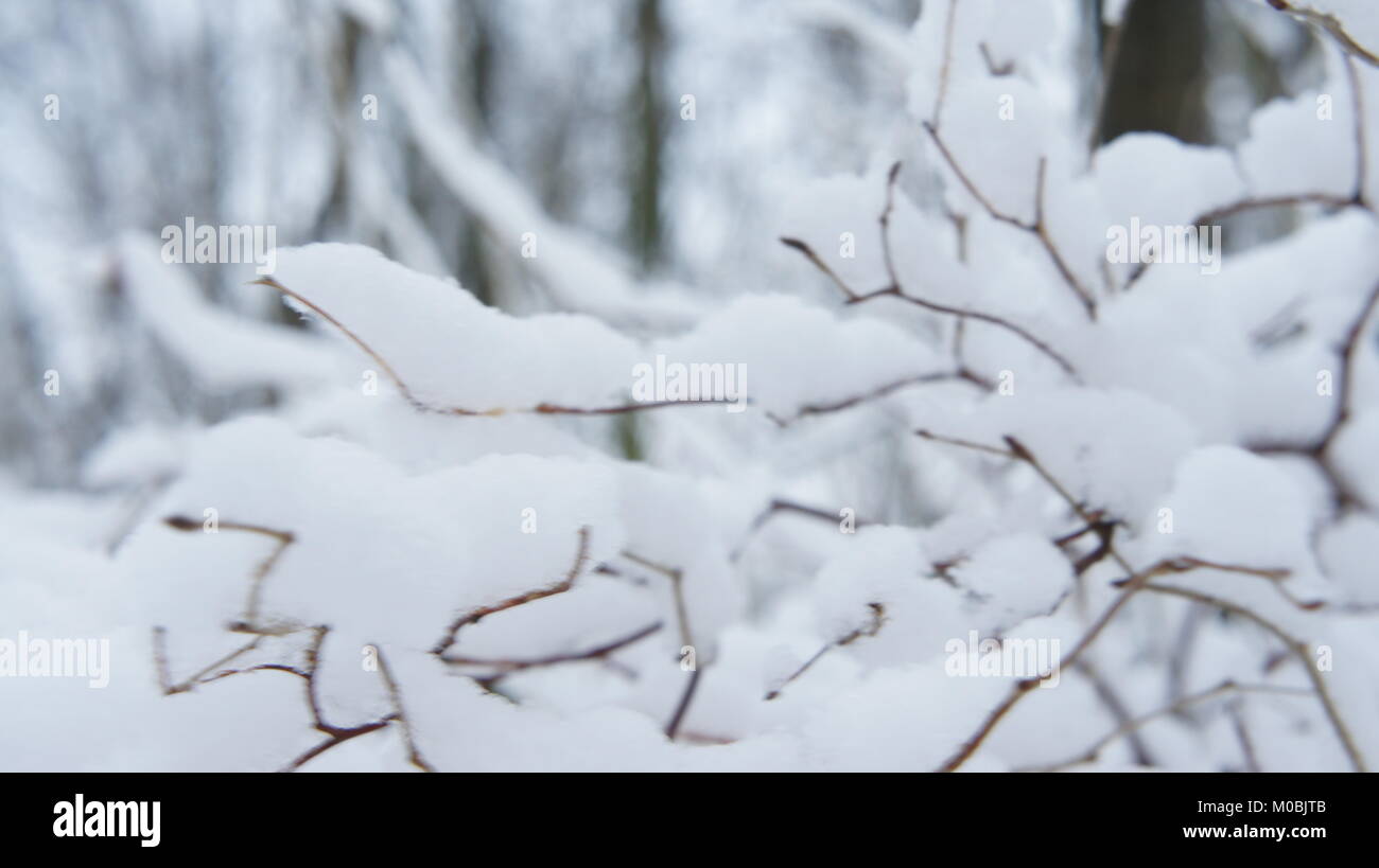 Frozen tree branch. snow on tree snow and branch texture background ...