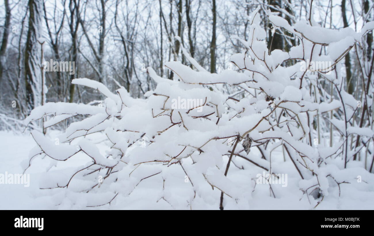 Frozen tree branch. snow on tree snow and branch texture background Stock Photo - Alamy