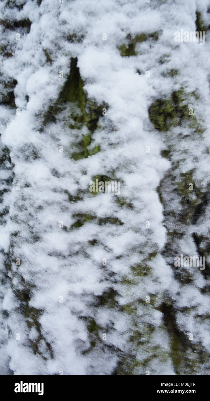 Frozen tree branch. snow on tree snow and branch texture background ...