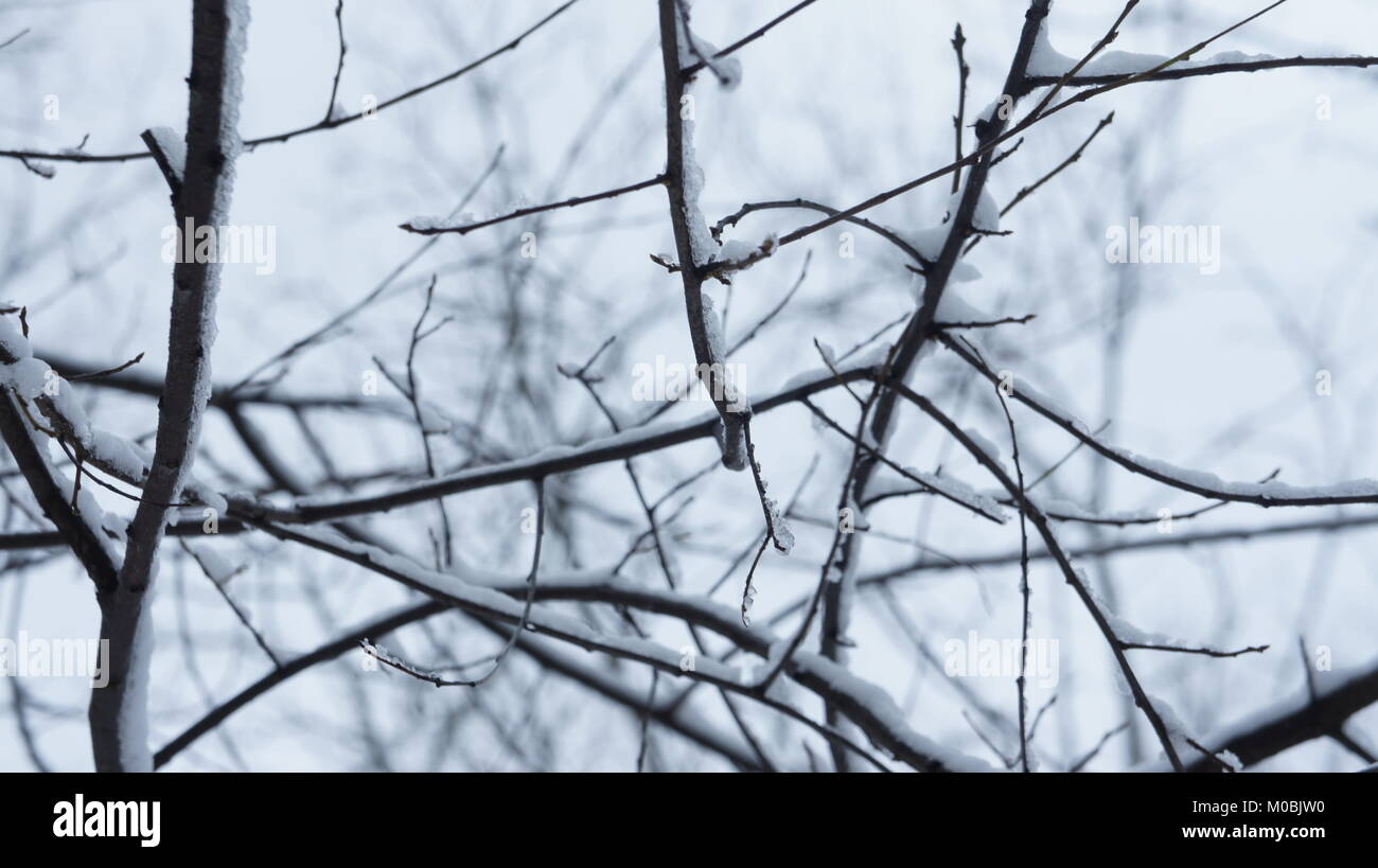 Frozen tree branch. snow on tree snow and branch texture background ...