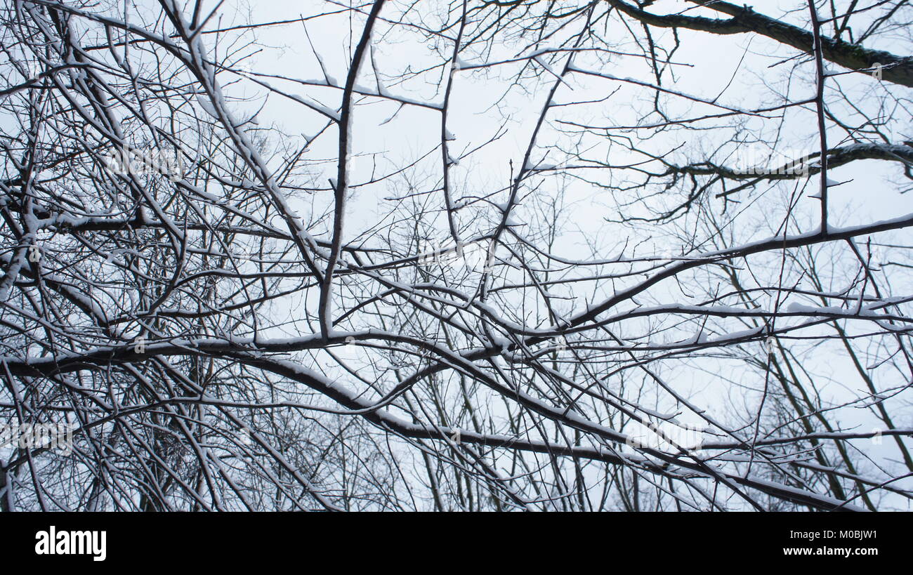 Frozen tree branch. snow on tree snow and branch texture background ...