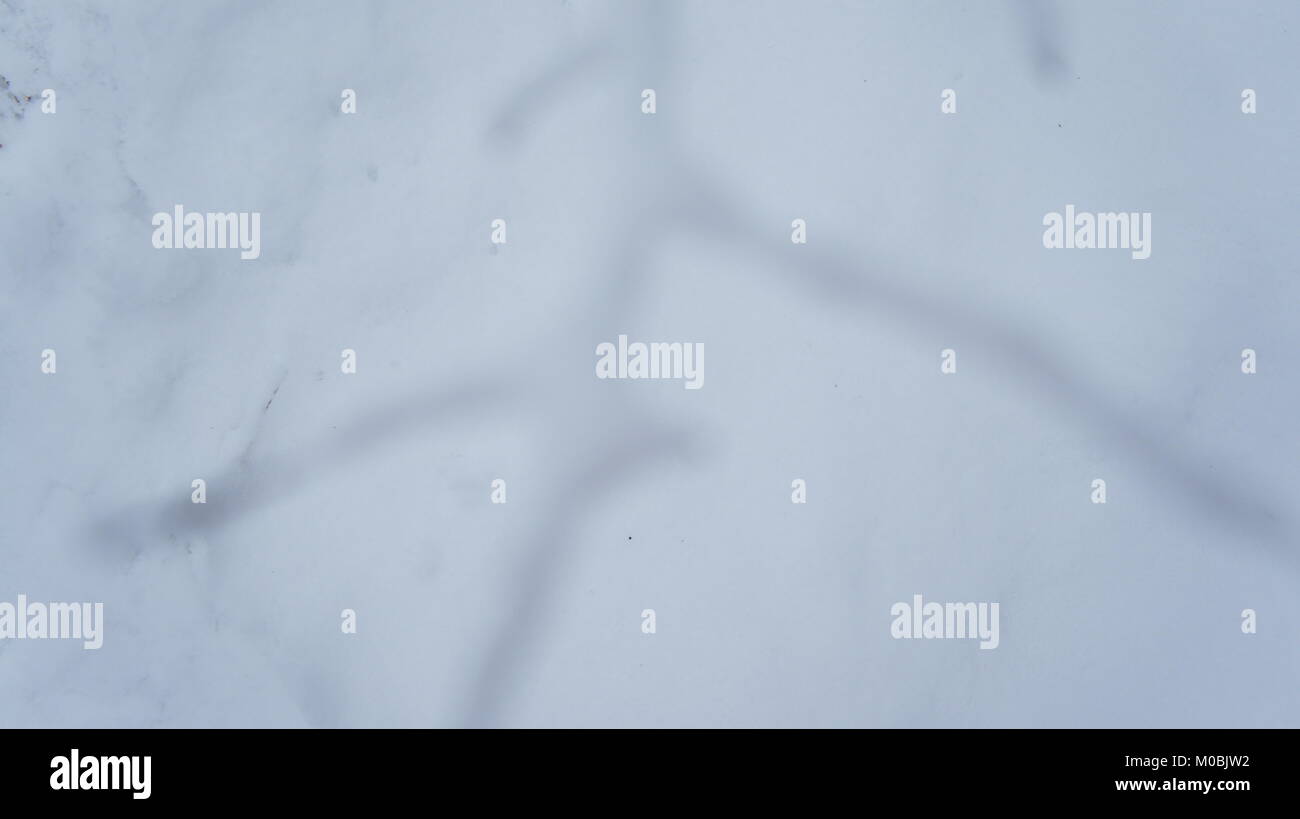 Frozen tree branch. snow on tree snow and branch texture background ...