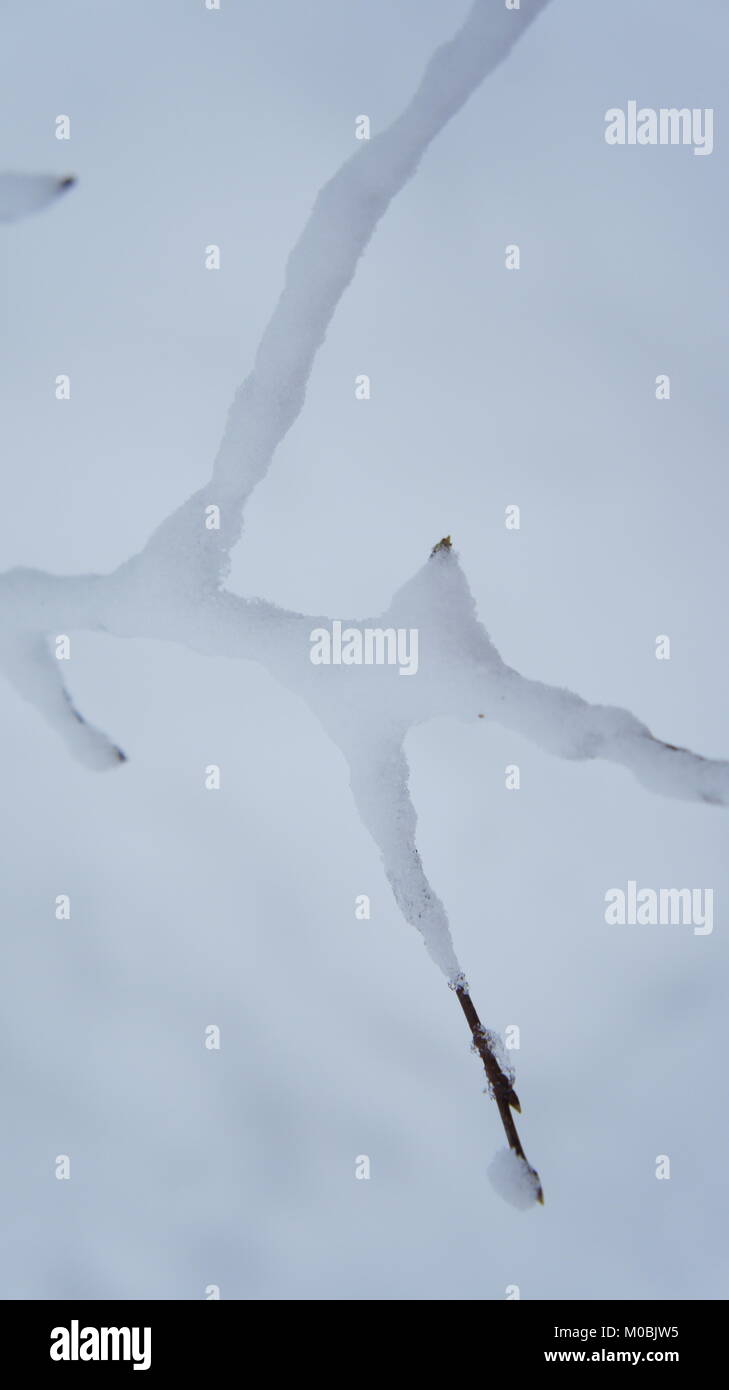 Frozen tree branch. snow on tree snow and branch texture background ...