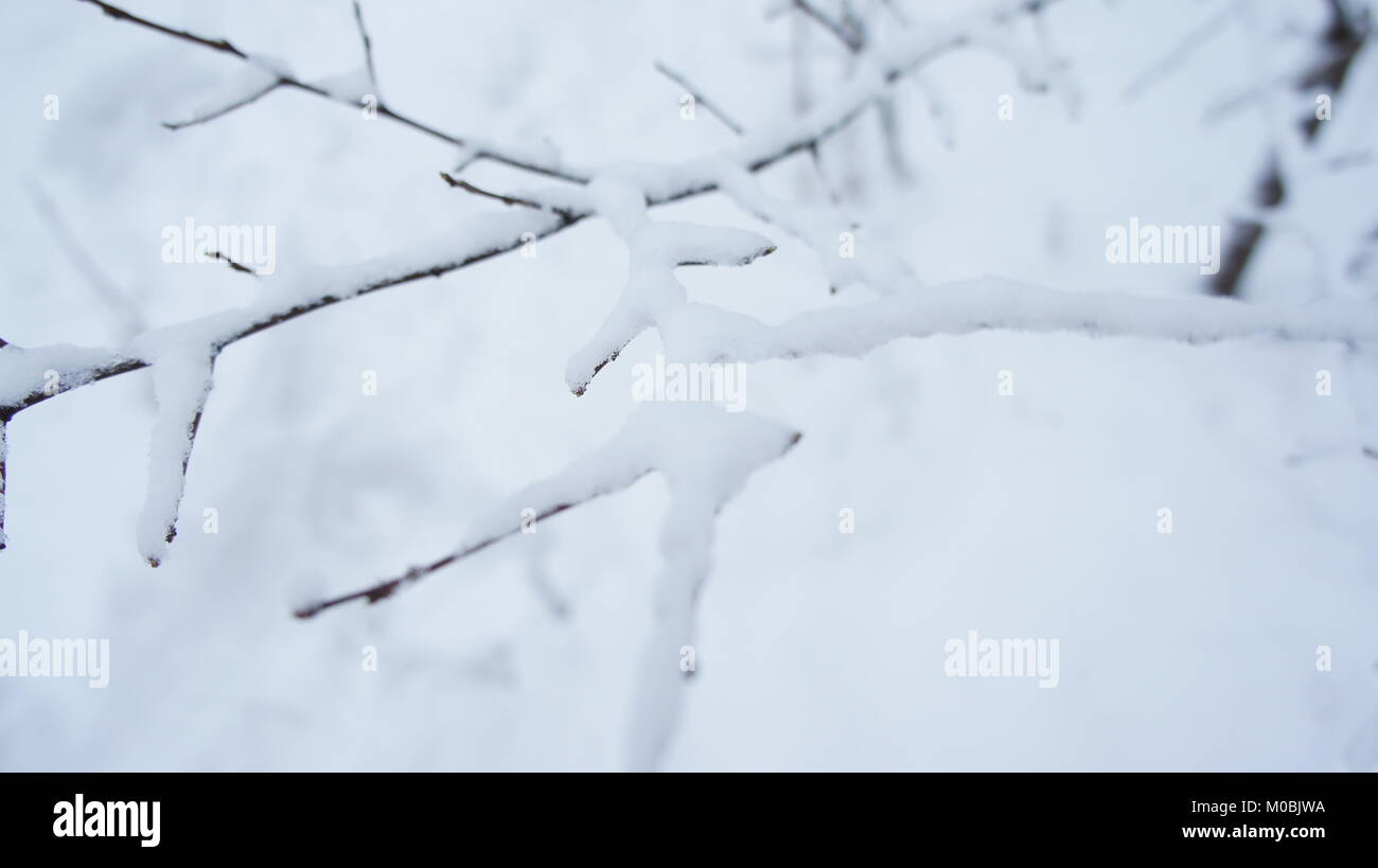 Frozen tree branch. snow on tree snow and branch texture background ...