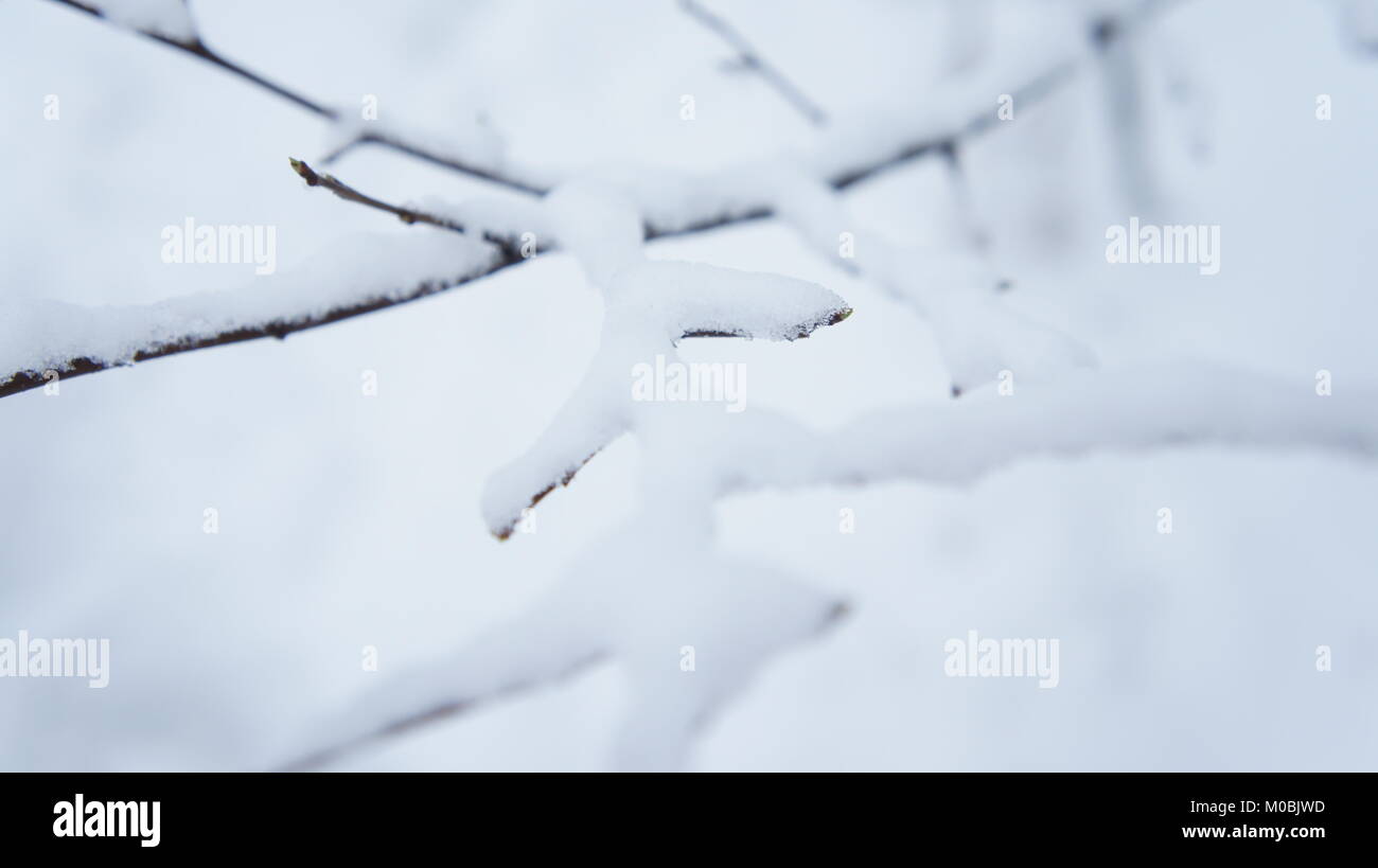 Frozen tree branch. snow on tree snow and branch texture background ...