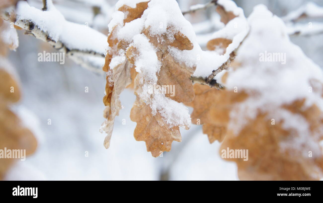 Frozen tree branch. snow on tree snow and branch texture background ...