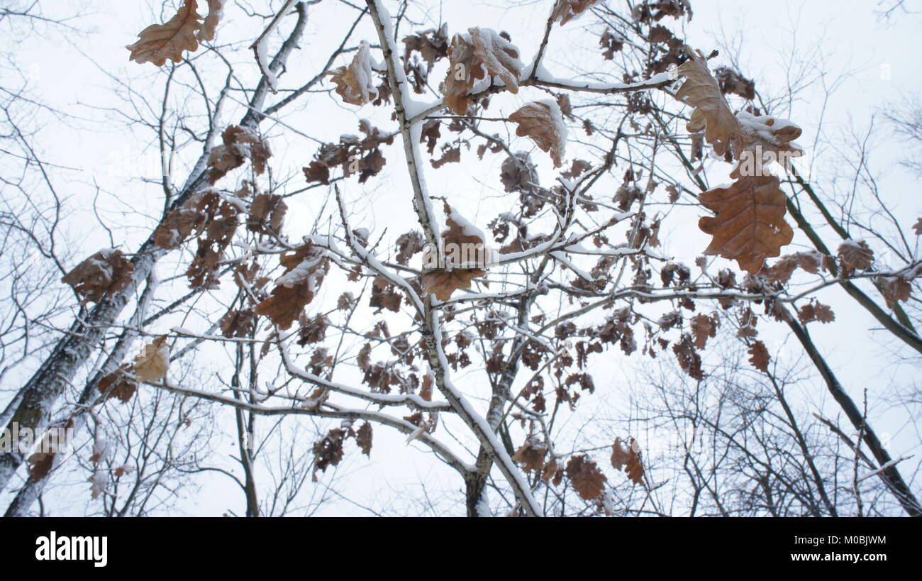 Frozen tree branch. snow on tree snow and branch texture background ...
