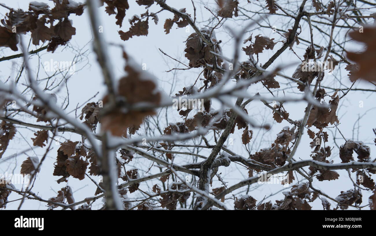 Frozen tree branch. snow on tree snow and branch texture background ...