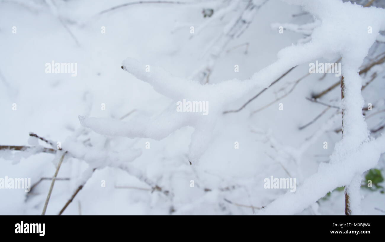 Frozen tree branch. snow on tree snow and branch texture background ...