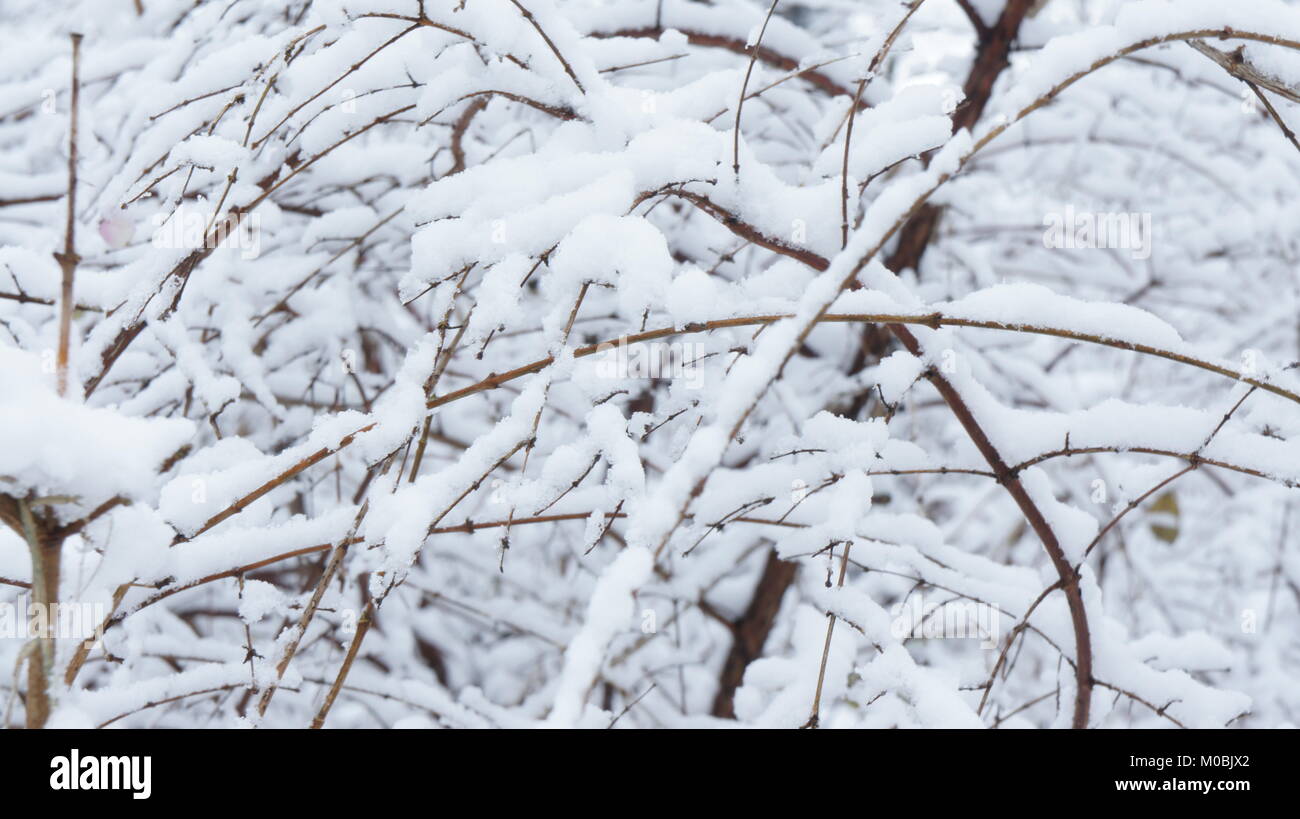 Frozen tree branch. snow on tree snow and branch texture background ...
