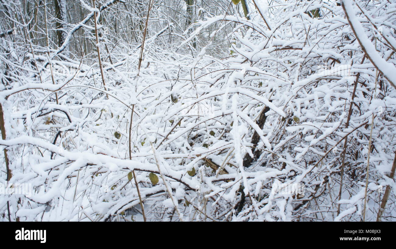 Frozen tree branch. snow on tree snow and branch texture background ...
