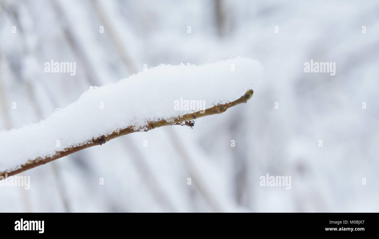 Frozen tree branch. snow on tree snow and branch texture background ...