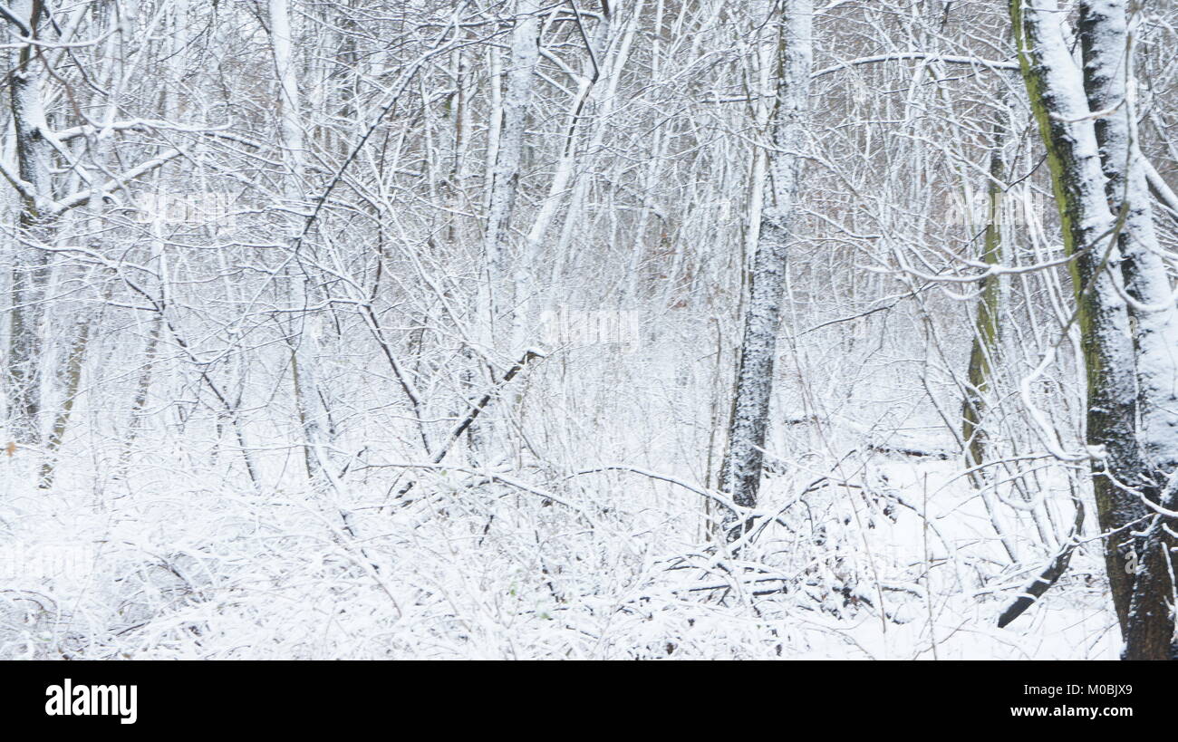 Frozen tree branch. snow on tree snow and branch texture background ...