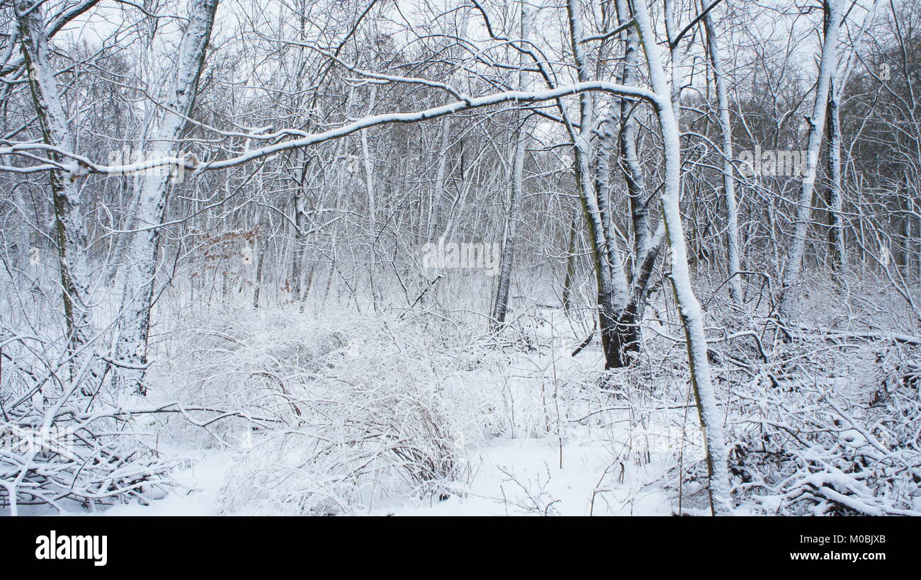 Frozen tree branch. snow on tree snow and branch texture background ...