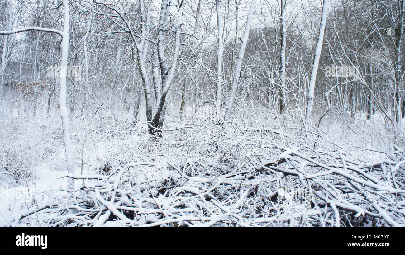 Frozen tree branch. snow on tree snow and branch texture background ...