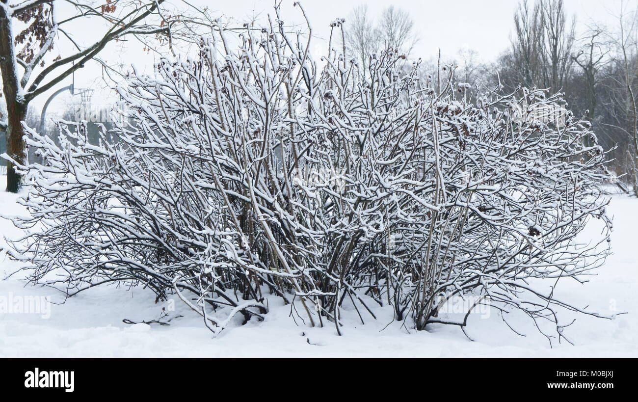 Frozen tree branch. snow on tree snow and branch texture background ...