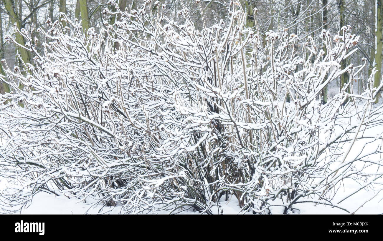 Frozen tree branch. snow on tree snow and branch texture background ...