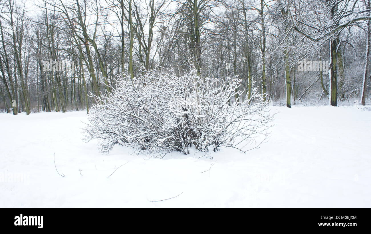 Frozen tree branch. snow on tree snow and branch texture background ...