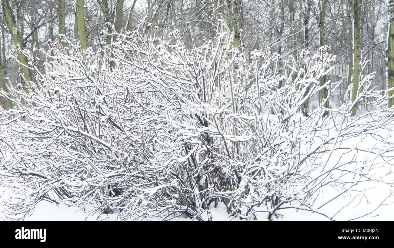 Frozen tree branch. snow on tree snow and branch texture background ...