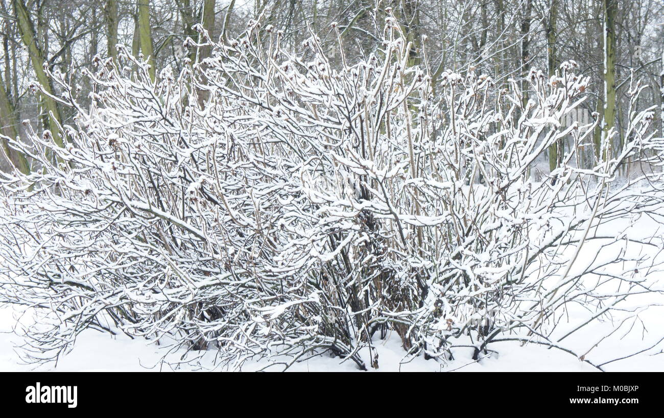 Frozen tree branch. snow on tree snow and branch texture background ...