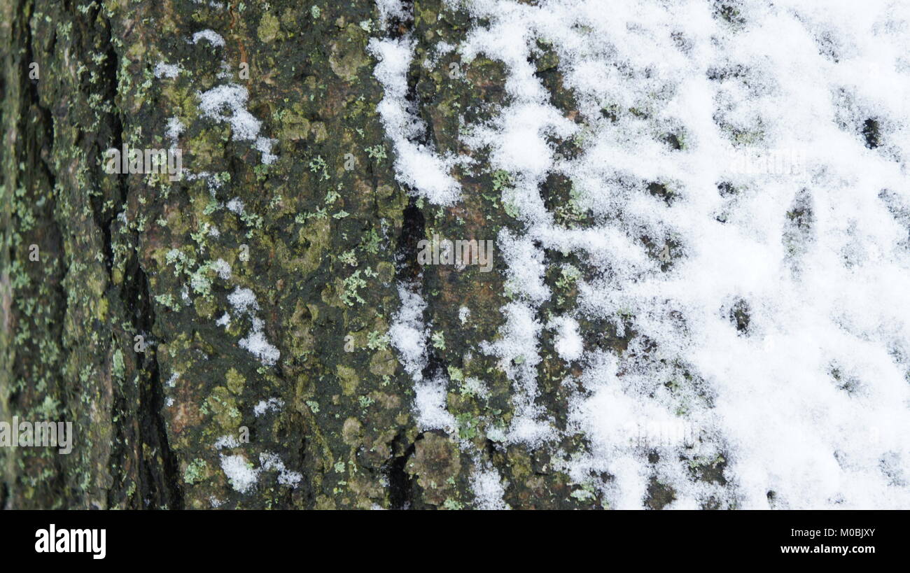 Frozen tree branch. snow on tree snow and branch texture background ...