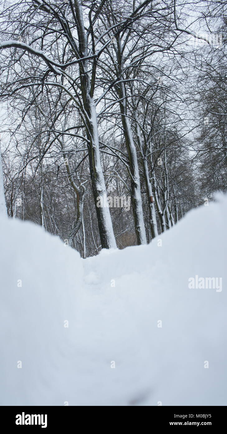 Frozen tree branch. snow on tree snow and branch texture background ...