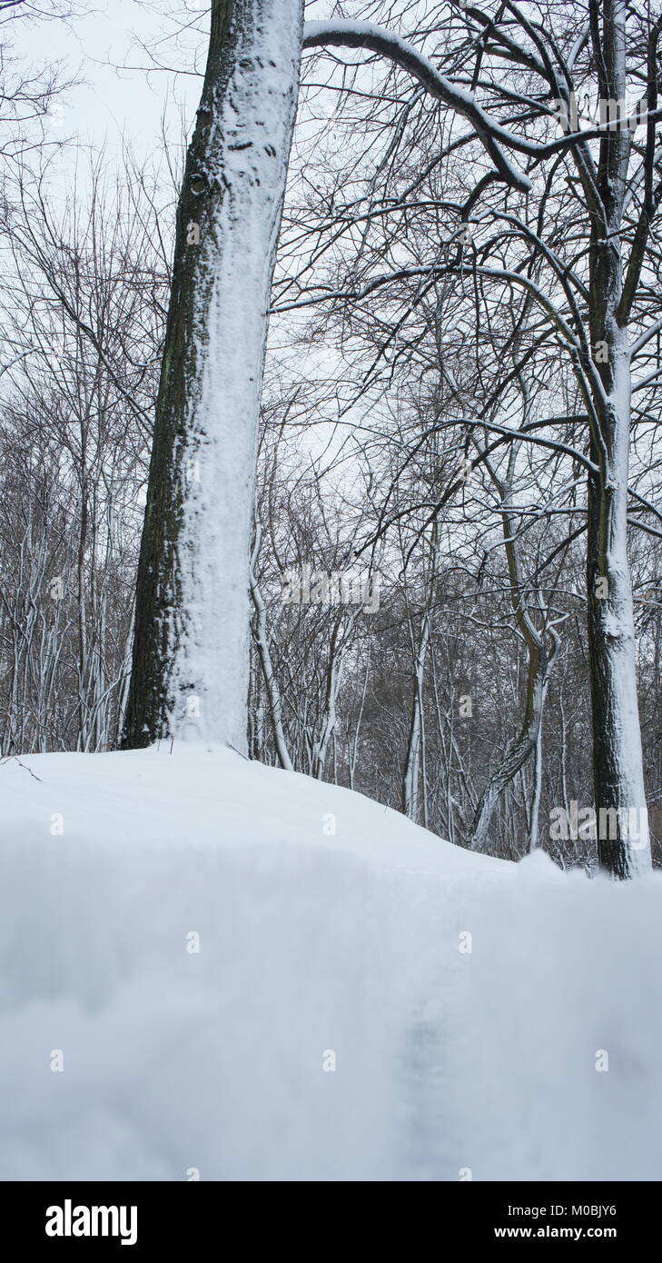 Frozen tree branch. snow on tree snow and branch texture background ...