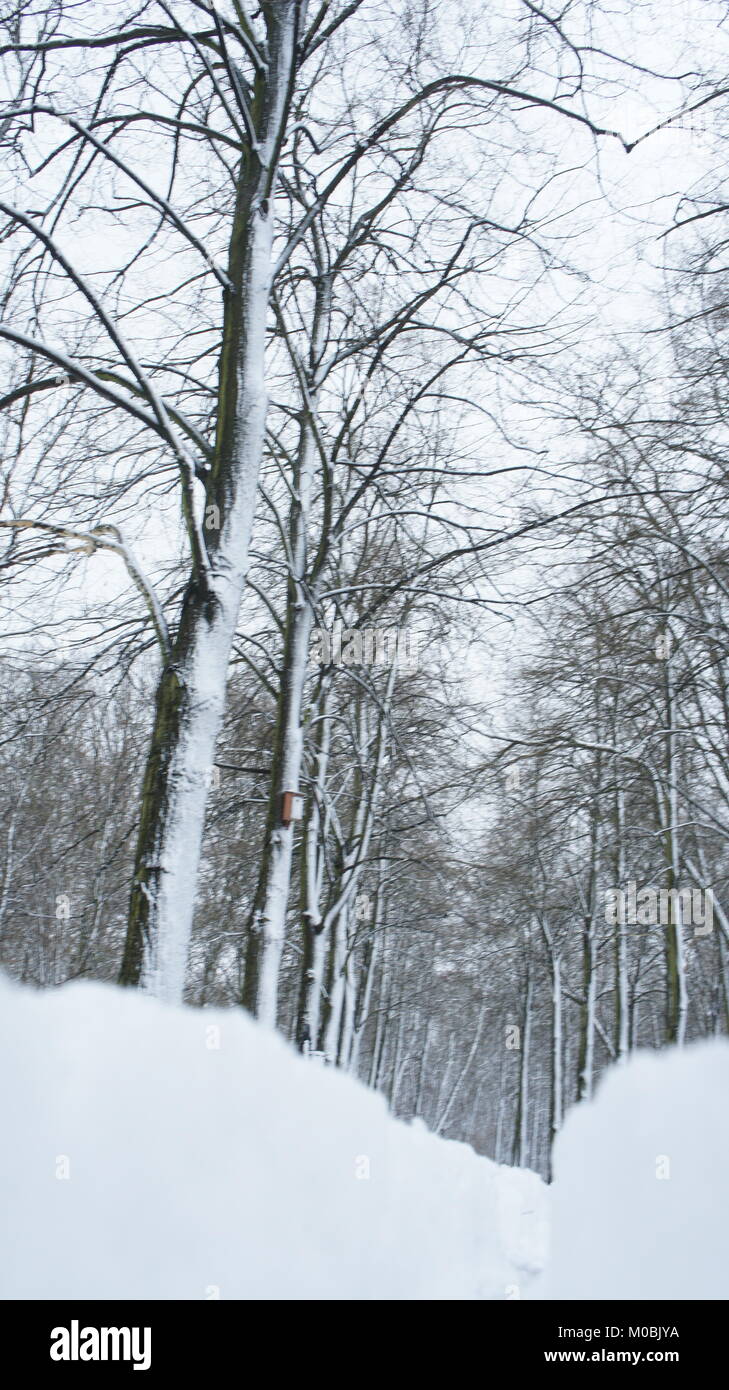 Frozen tree branch. snow on tree snow and branch texture background ...
