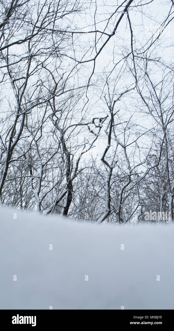 Frozen tree branch. snow on tree snow and branch texture background ...