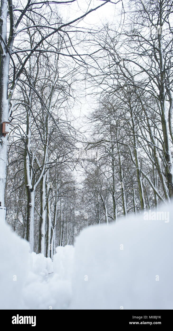 Frozen tree branch. snow on tree snow and branch texture background ...