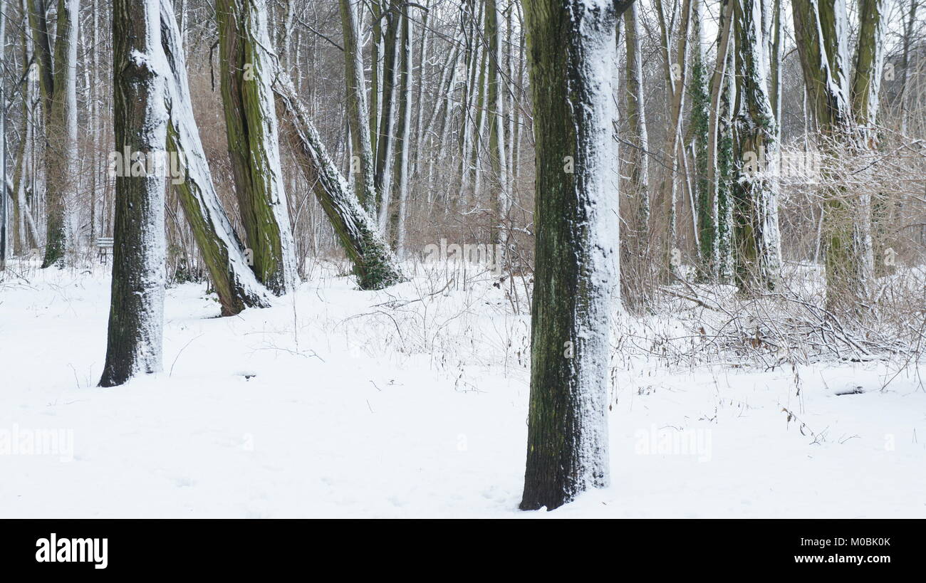 Frozen tree branch. snow on tree snow and branch texture background ...