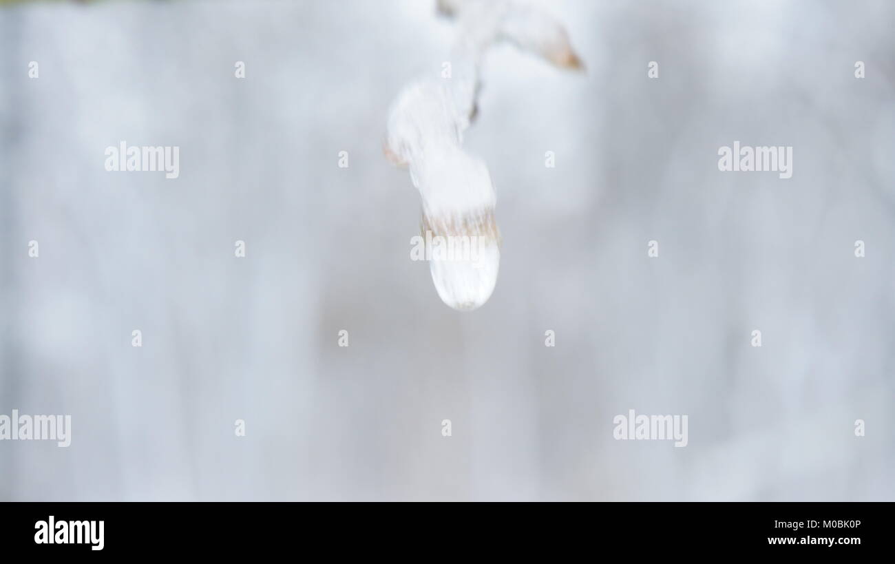 Frozen tree branch. snow on tree snow and branch texture background ...