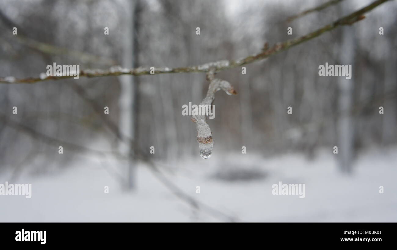 Frozen tree branch. snow on tree snow and branch texture background ...
