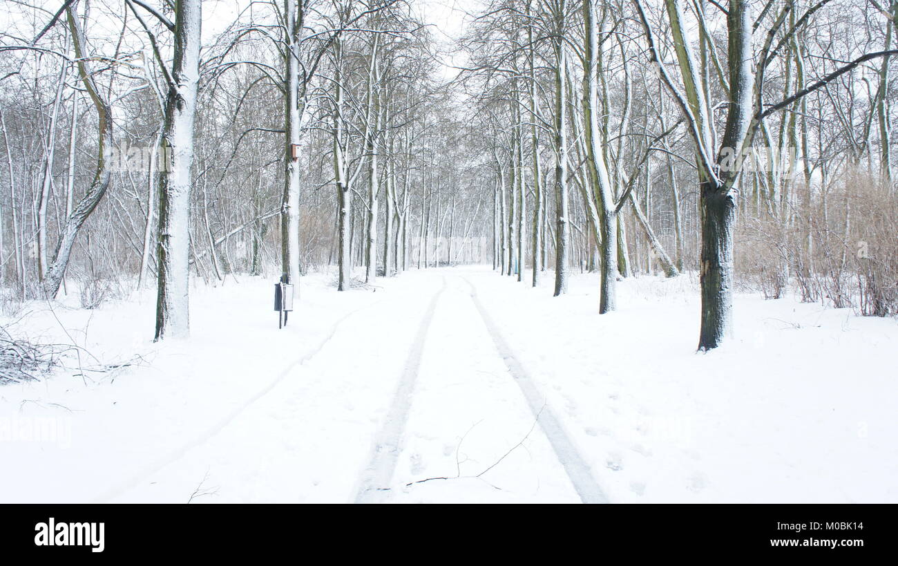 Frozen tree branch. snow on tree snow and branch texture background ...