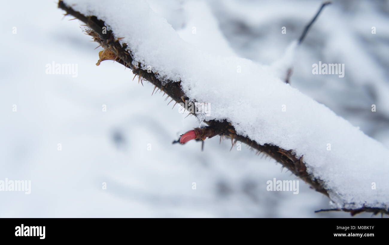 Frozen tree branch. snow on tree snow and branch texture background ...