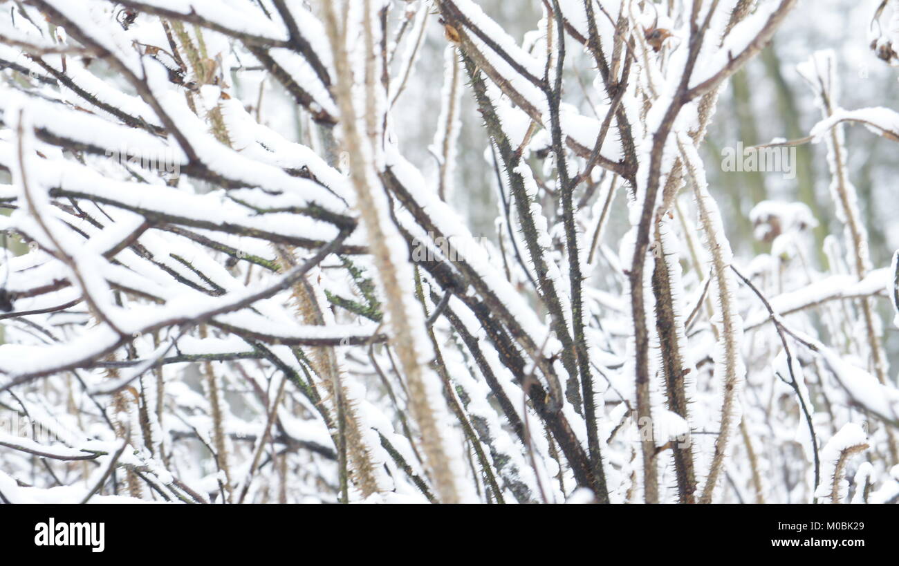 Frozen tree branch. snow on tree snow and branch texture background ...
