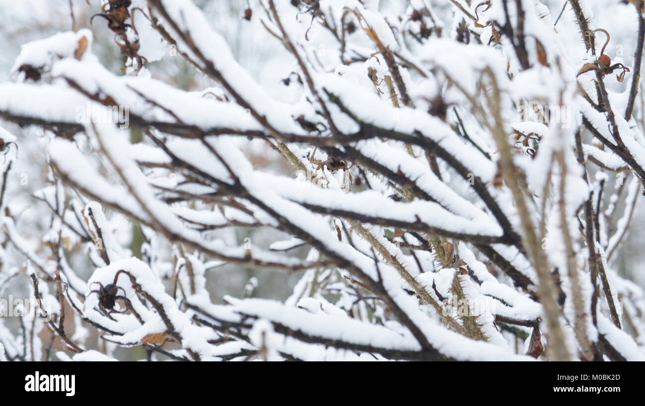 Frozen tree branch. snow on tree snow and branch texture background ...