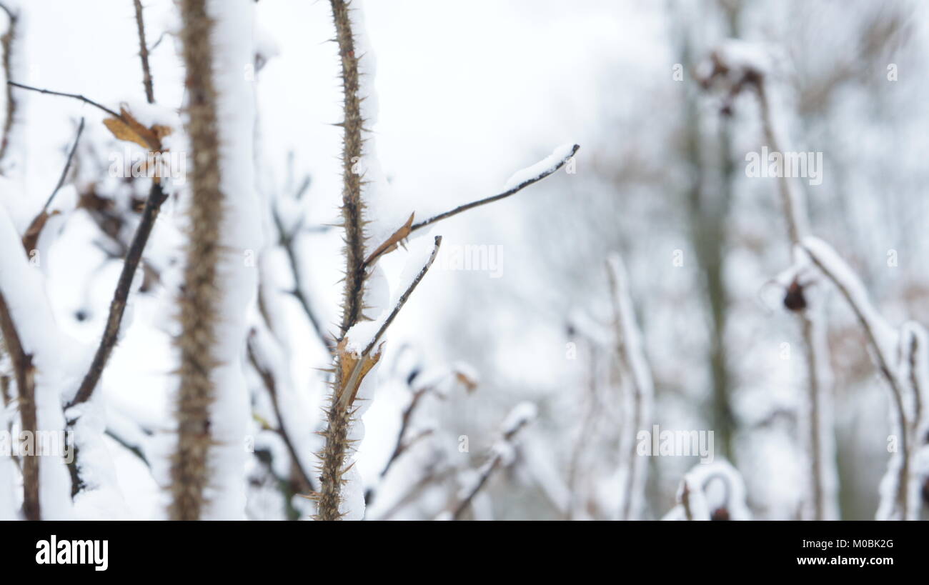 Frozen tree branch. snow on tree snow and branch texture background ...