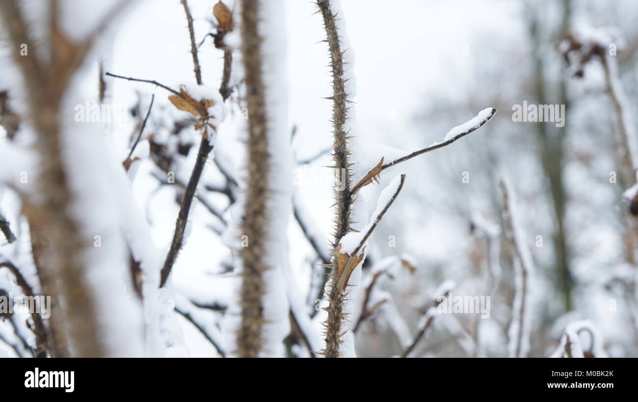 Frozen tree branch. snow on tree snow and branch texture background ...