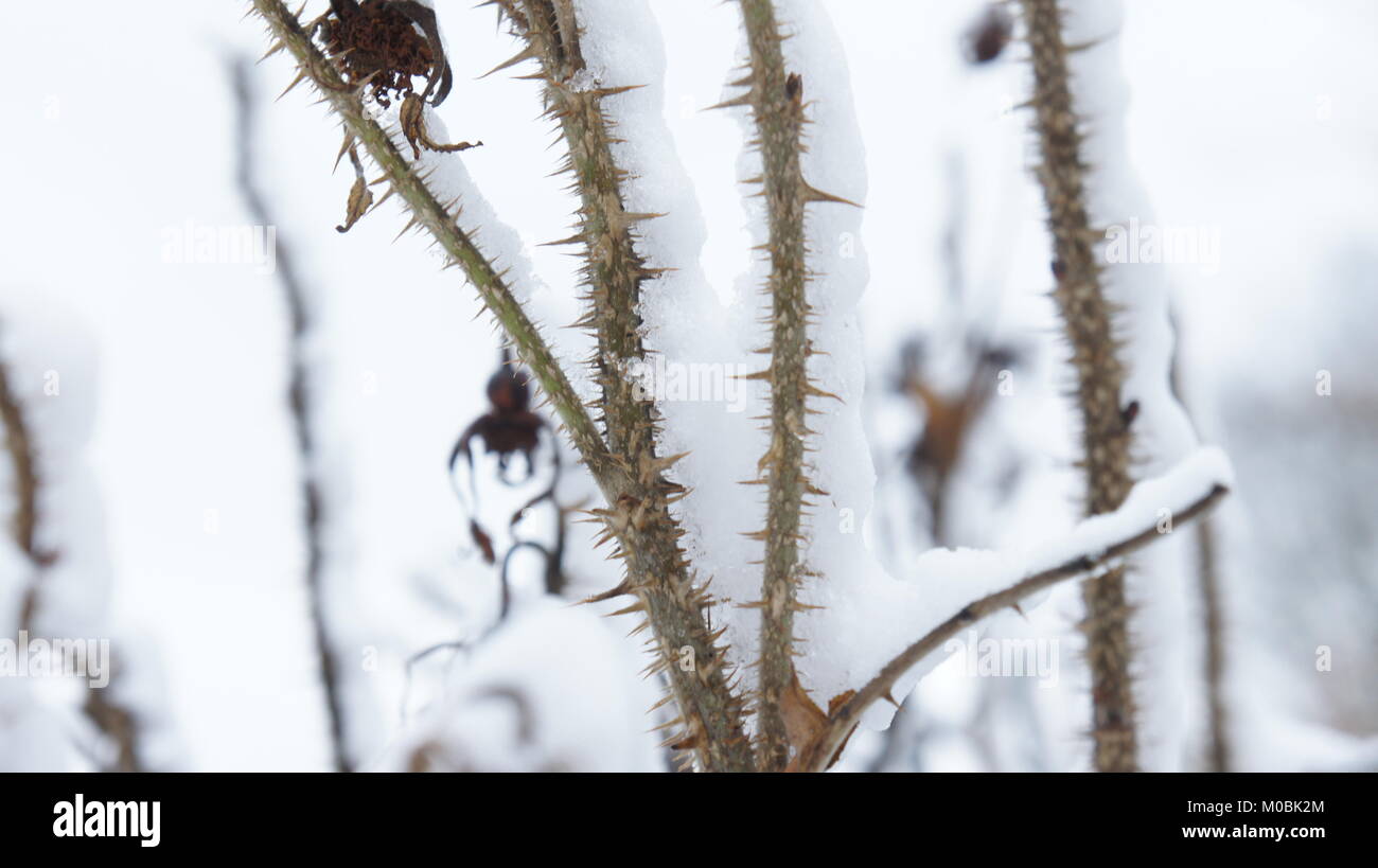 Frozen tree branch. snow on tree snow and branch texture background ...
